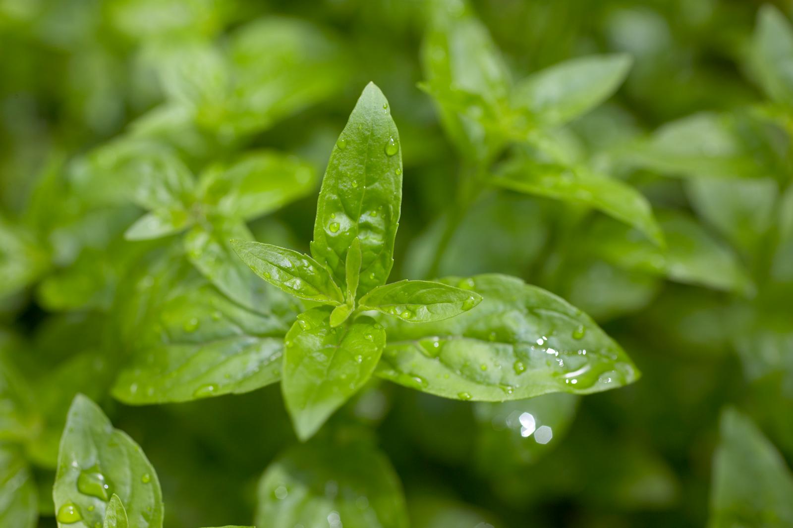 Bangerang Country - Deadly Story